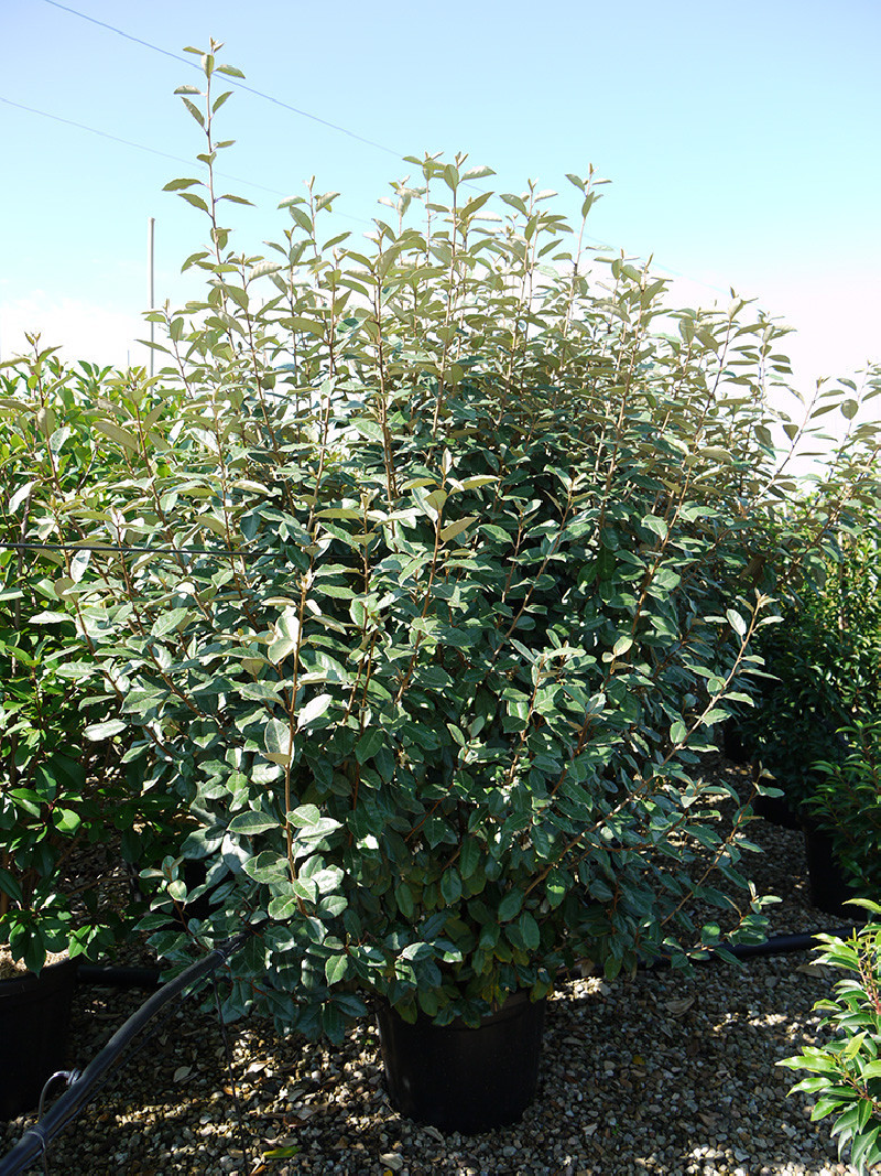 ELAEAGNUS ebbingei (Chalef - arbre)