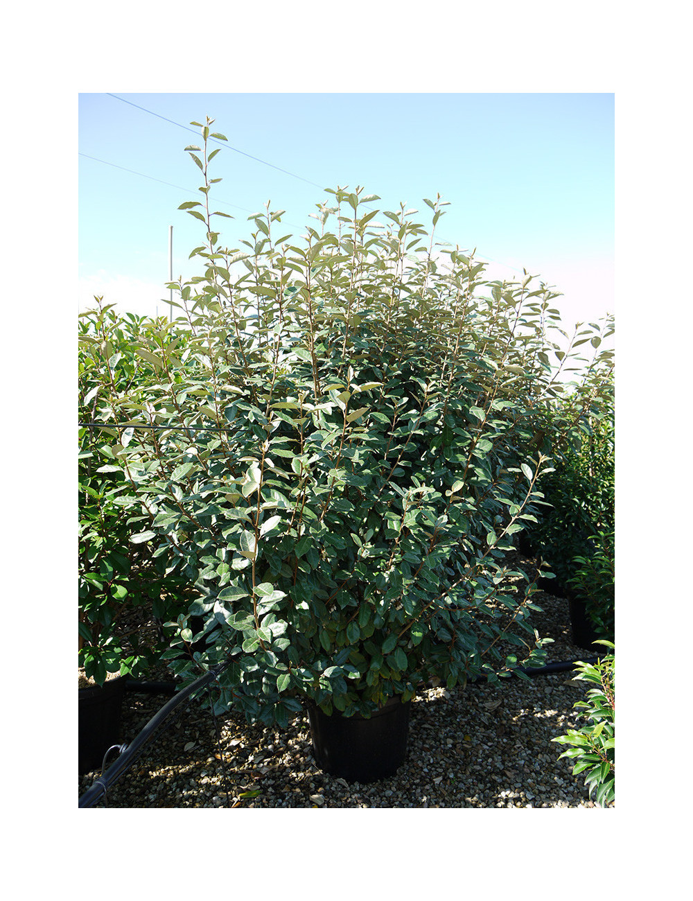 ELAEAGNUS ebbingei (Chalef - arbre)