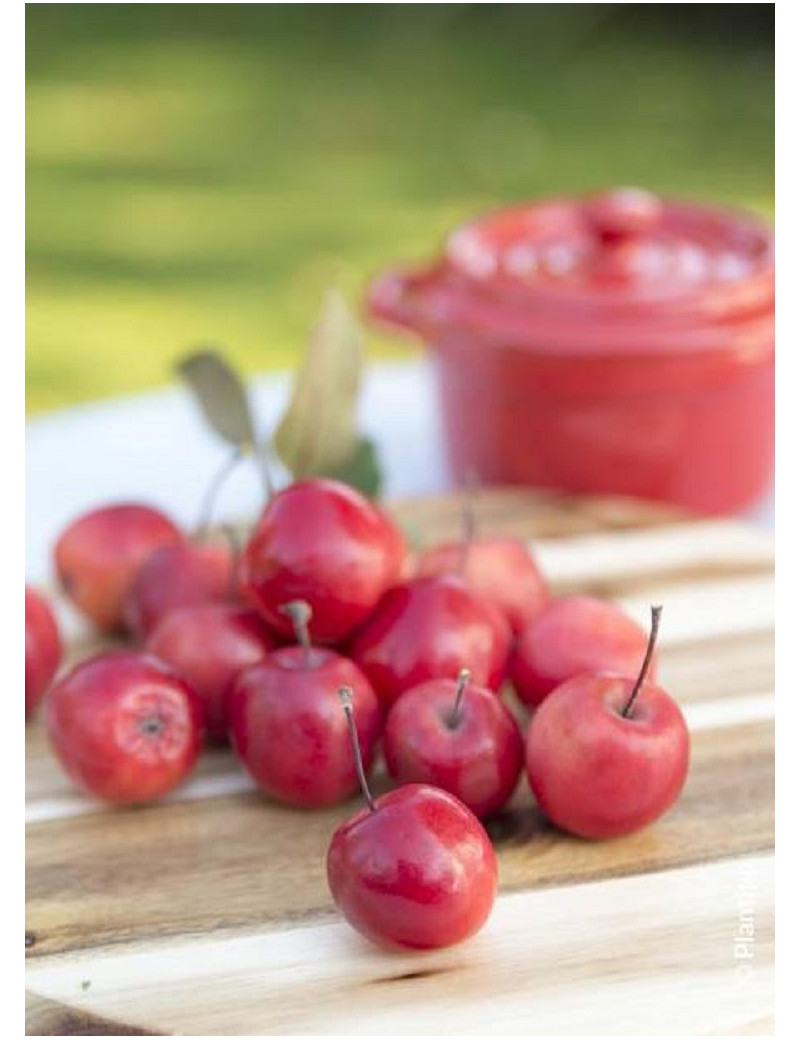 MALUS APPLETINI® (Pommier d'ornement)