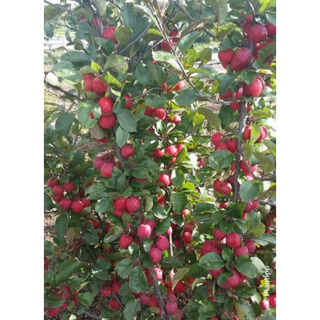 MALUS APPLETINI® (Pommier d'ornement)