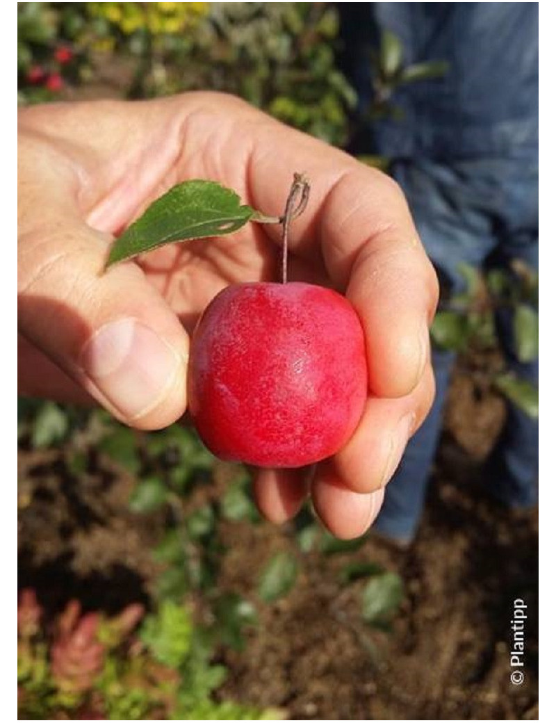 MALUS APPLETINI® (Pommier d'ornement)