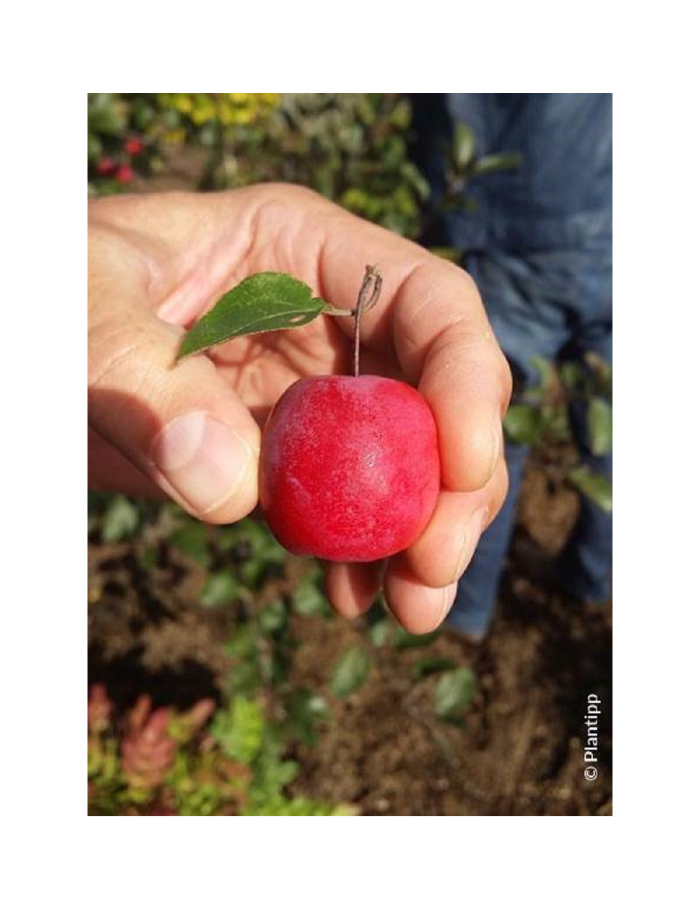 MALUS APPLETINI® (Pommier d'ornement)