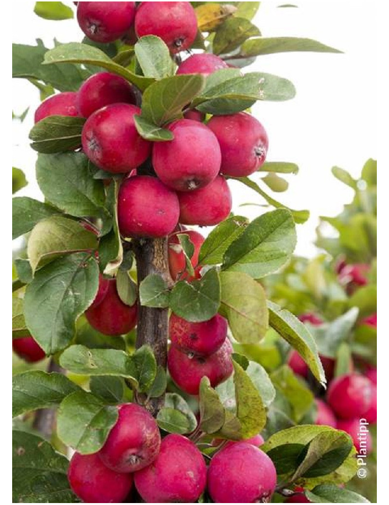 MALUS APPLETINI® (Pommier d'ornement)