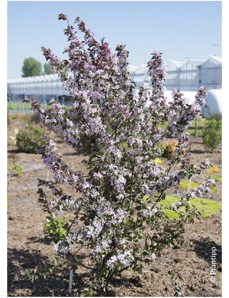 MALUS APPLETINI® (Pommier d'ornement)