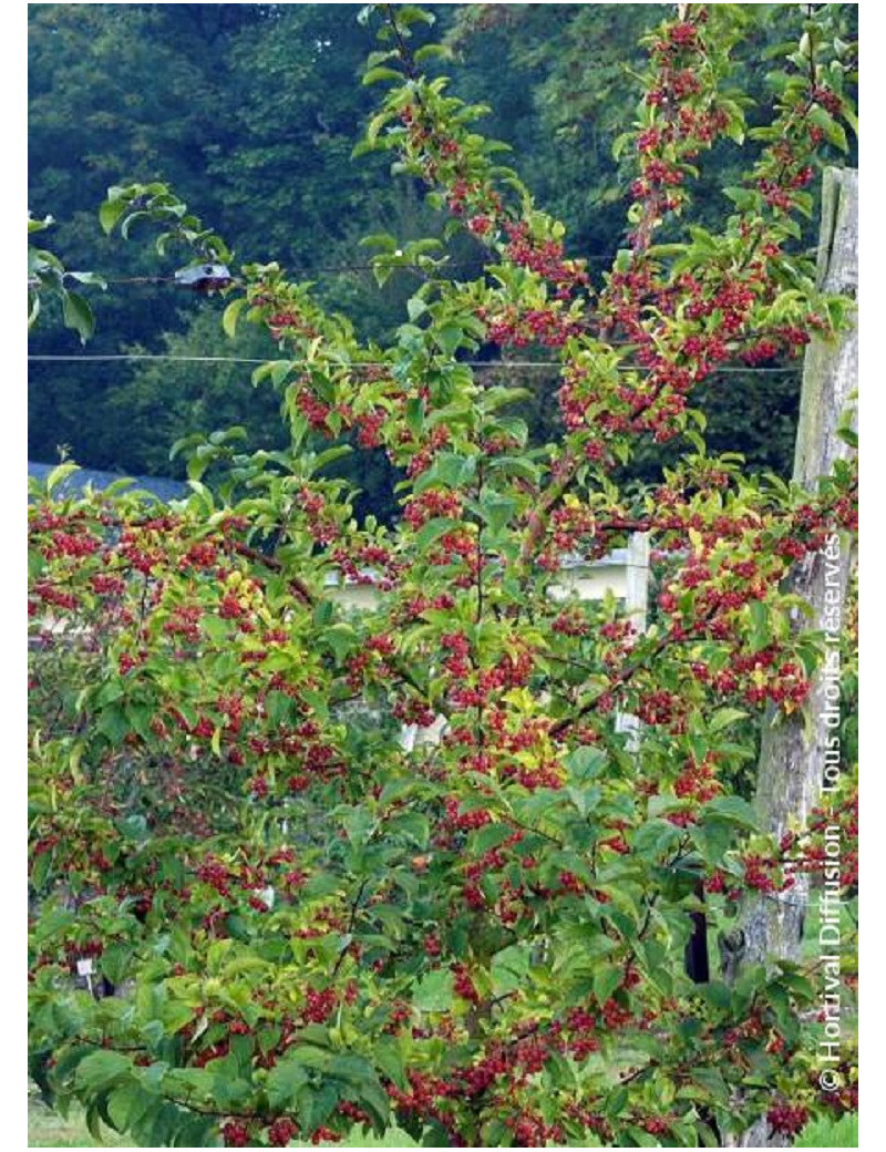 MALUS RED JEWEL (Pommier d'ornement)