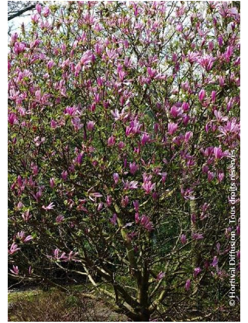MAGNOLIA SUSAN (Magnolier)