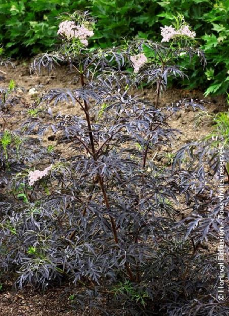SAMBUCUS nigra BLACK LACE (Sureau noir)