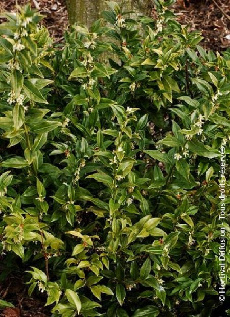 SARCOCOCCA confusa (Sarcocoque confus)