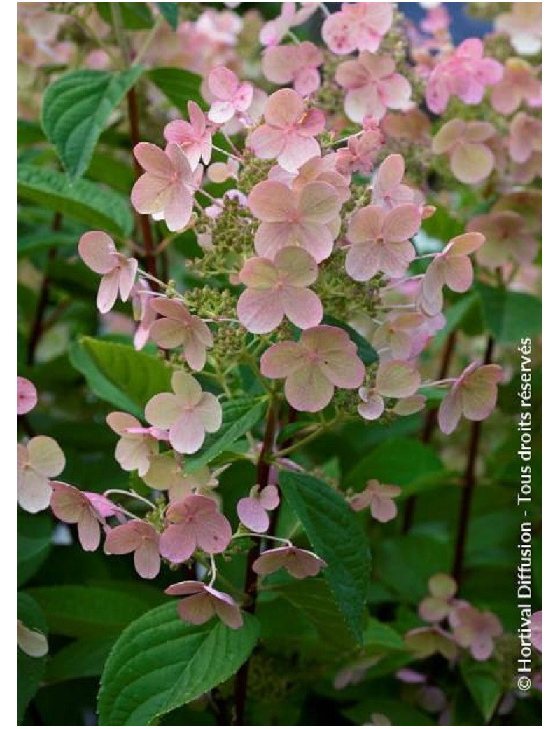 Hydrangea Paniculata Early Sensation