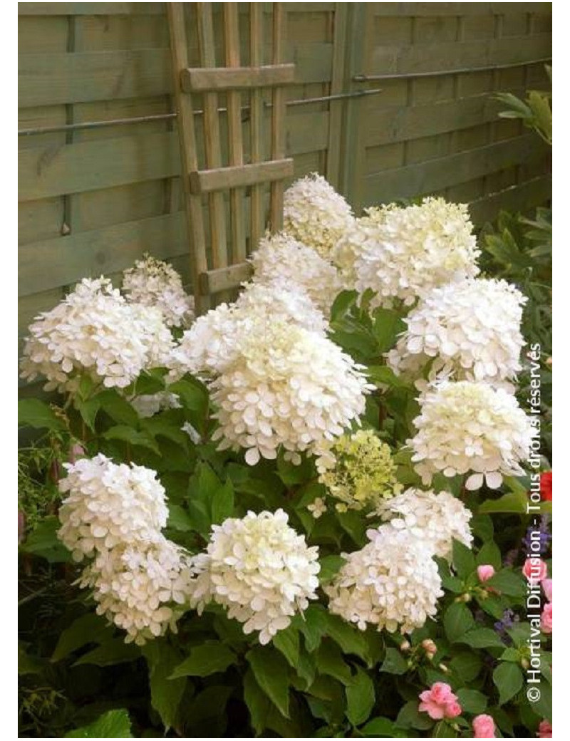 HYDRANGEA paniculata PHANTOM (Hortensia paniculé)