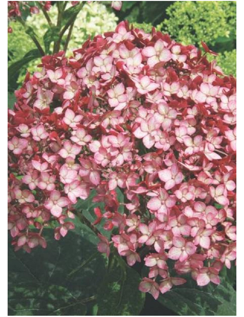 HYDRANGEA arborescens RUBY ANNABELLE® (Hortensia arbustif)