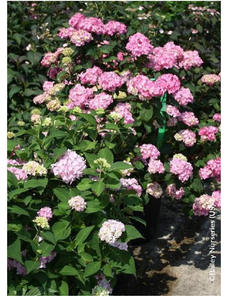 HYDRANGEA ENDLESS SUMMER® BLOOMSTAR® (Hortensia)