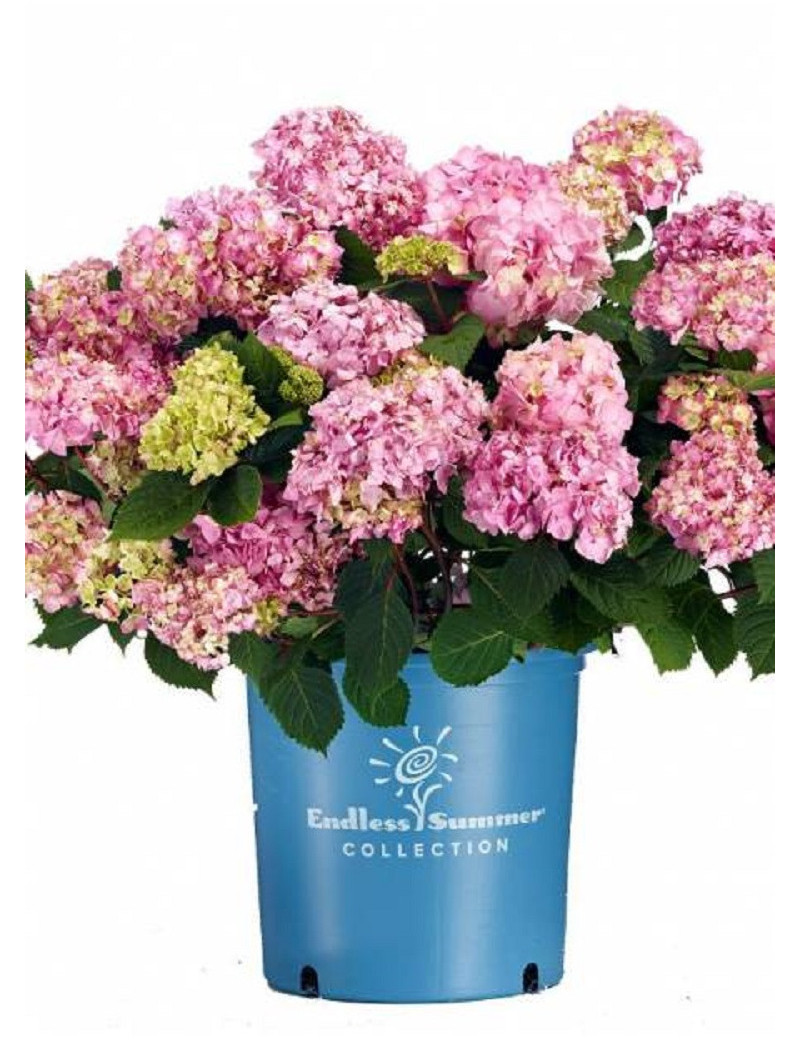 HYDRANGEA ENDLESS SUMMER® BLOOMSTAR® (Hortensia)