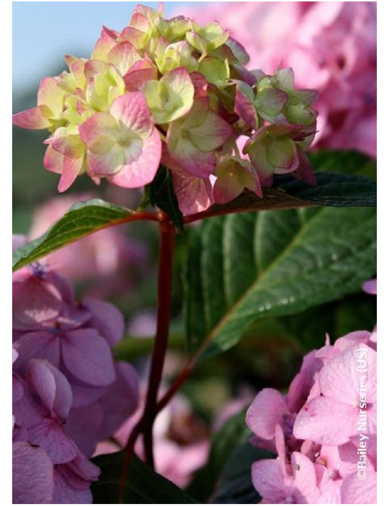 HYDRANGEA ENDLESS SUMMER® BLOOMSTAR® (Hortensia)