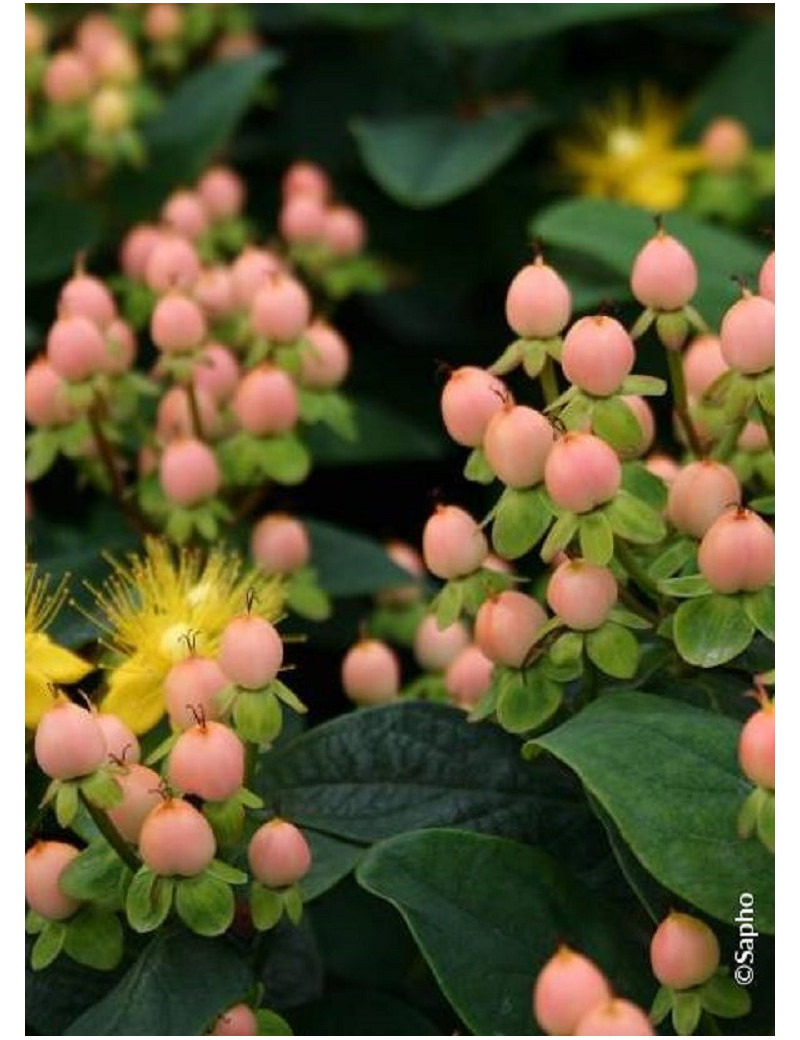 HYPERICUM inodorum MAGICAL BEAUTY® (Millepertuis arbustif)