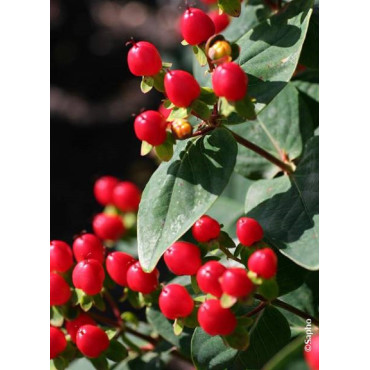 HYPERICUM inodorum MAGICAL RED FAME® (Millepertuis arbustif)