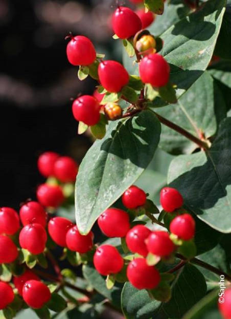 HYPERICUM inodorum MAGICAL RED FAME® (Millepertuis arbustif)