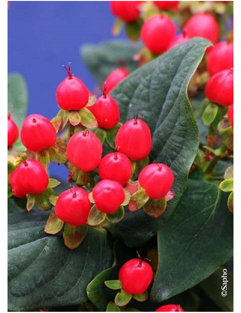 HYPERICUM inodorum MAGICAL RED FLAME® (Millepertuis arbustif)