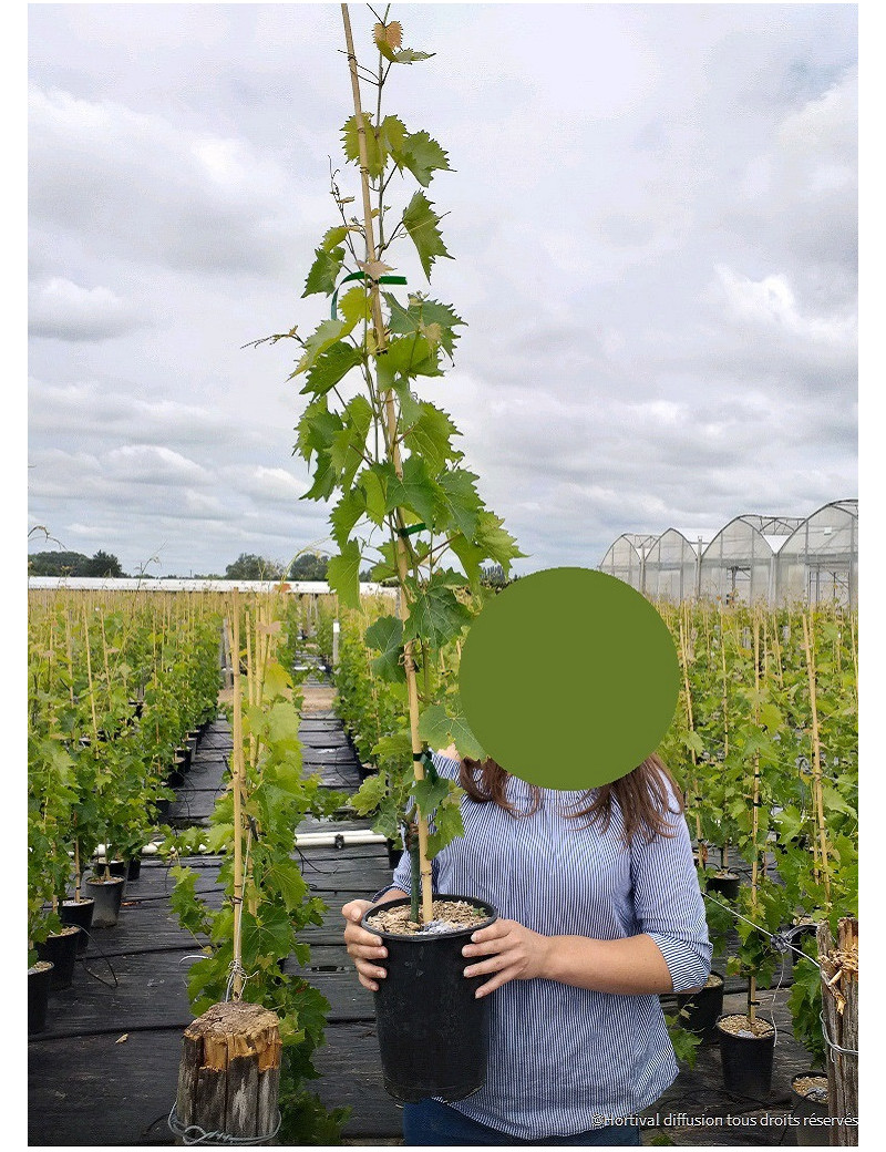VIGNE DE TABLE MUSCAT BLEU (Vitis vinifera)