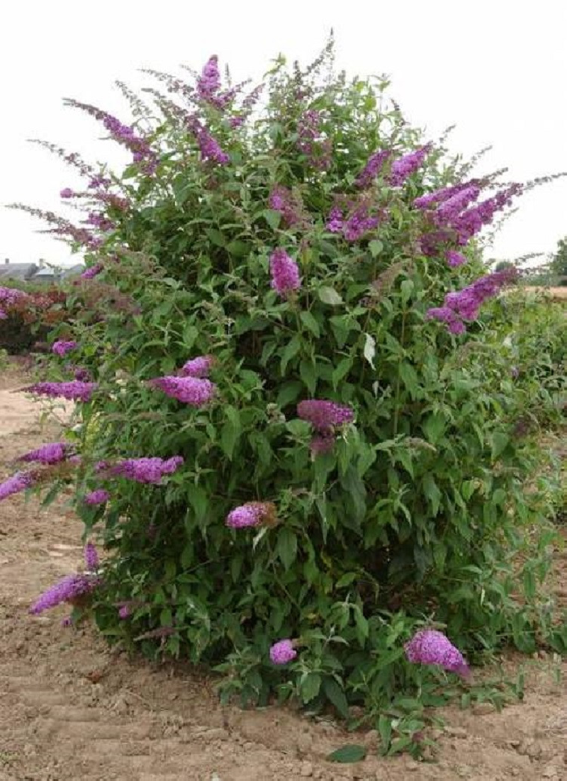 BUDDLEJA davidii RÊVE DE PAPILLON® PINK (Arbre aux papillons)