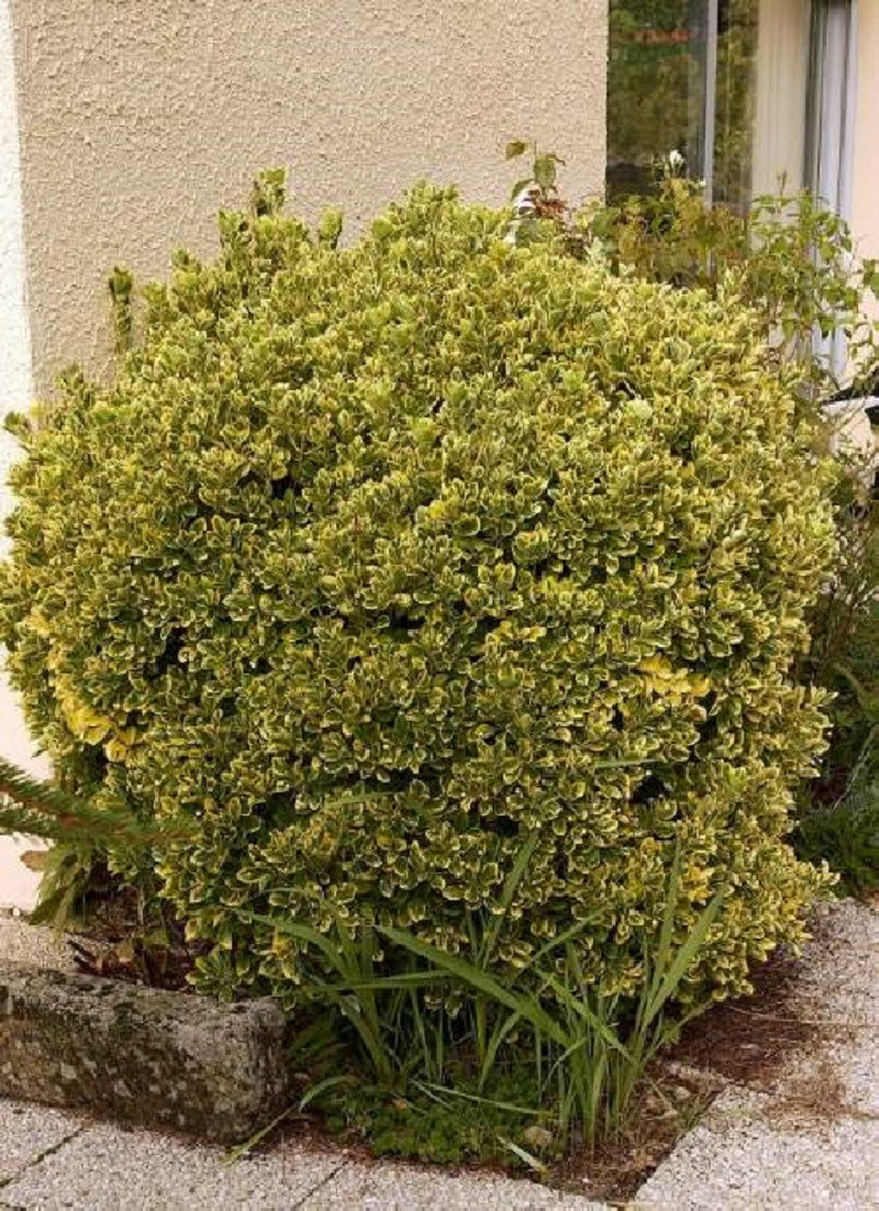 EUONYMUS japonicus AUREOMARGINATUS (Fusain du Japon doré)
