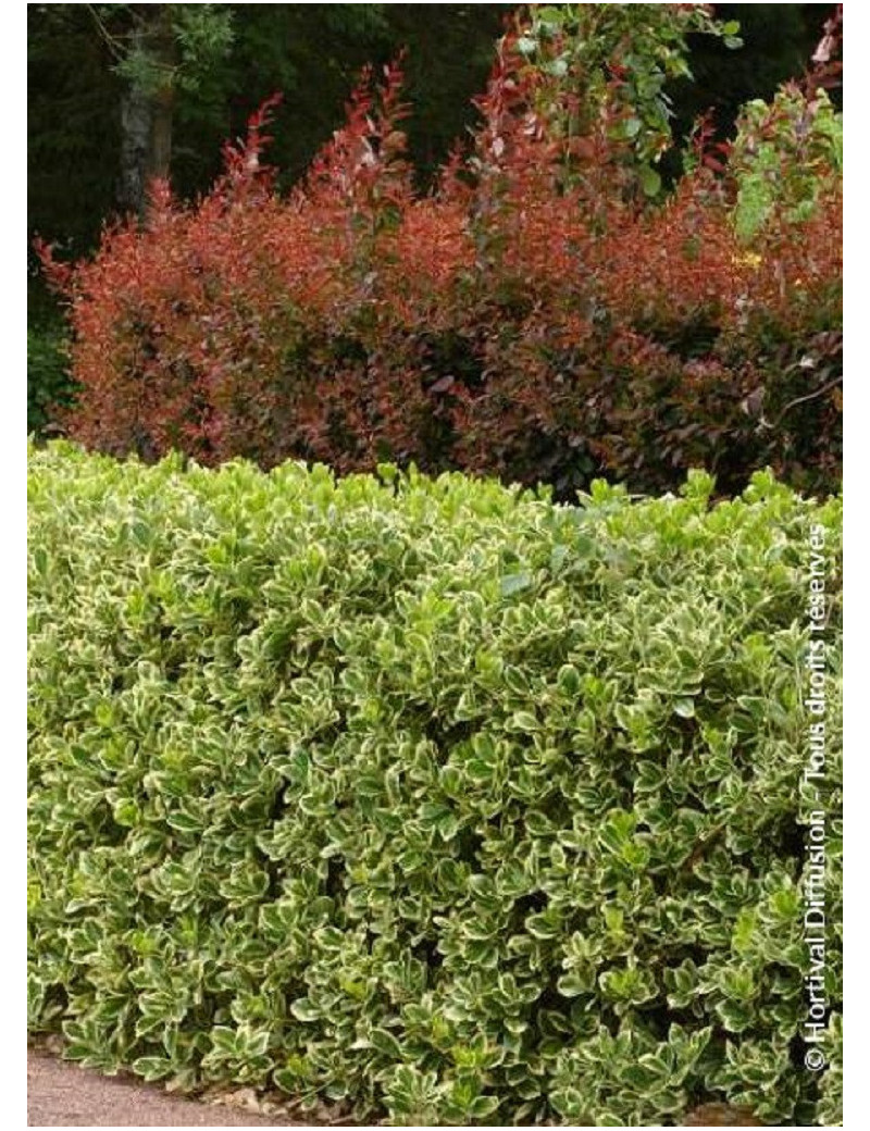 EUONYMUS japonicus PRÉSIDENT GAUTHIER (Fusain du Japon Président Gauthier)