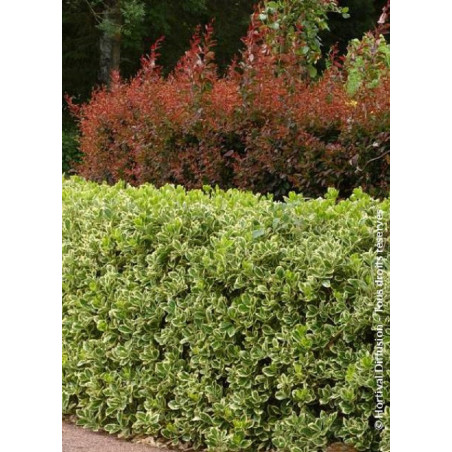 EUONYMUS japonicus PRÉSIDENT GAUTHIER (Fusain du Japon Président Gauthier)