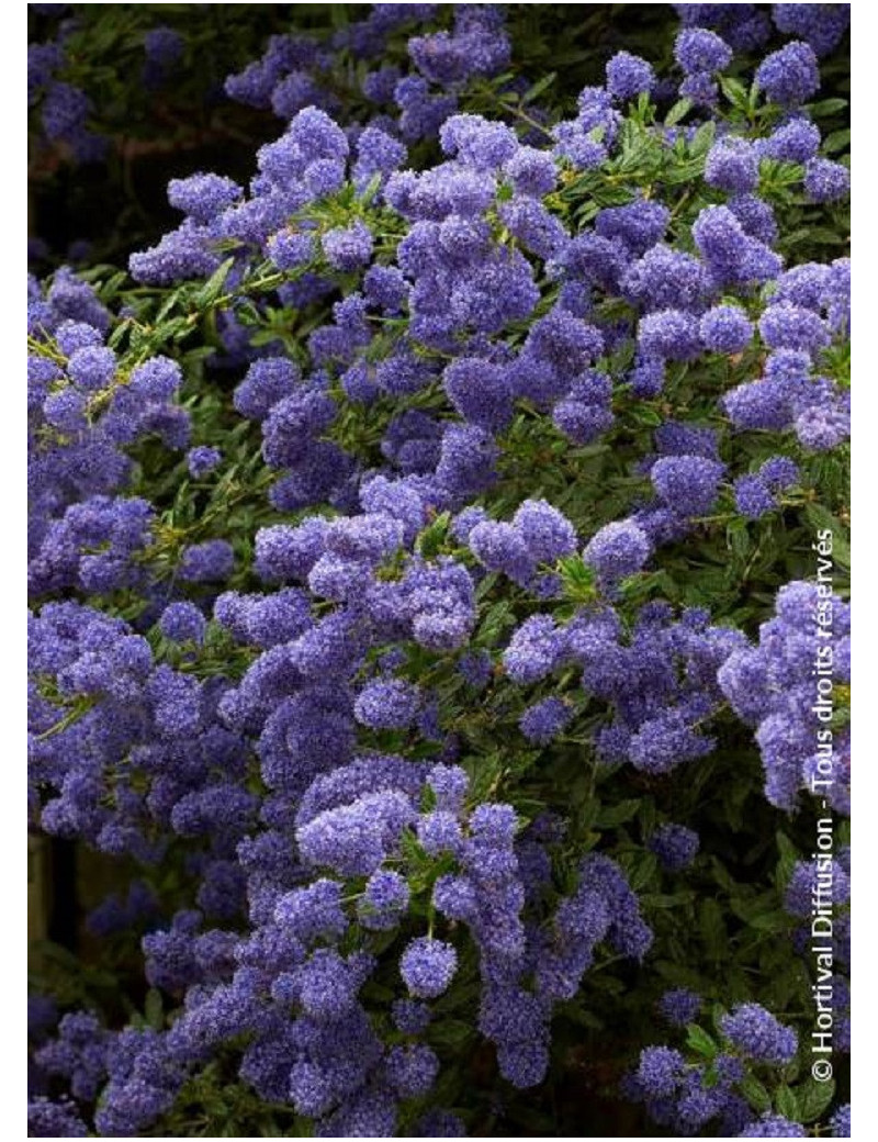 CEANOTHUS CONCHA (Céanothe)