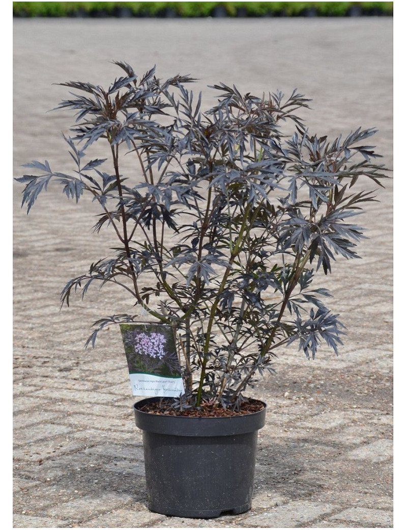 SAMBUCUS nigra BLACK LACE (Sureau noir)