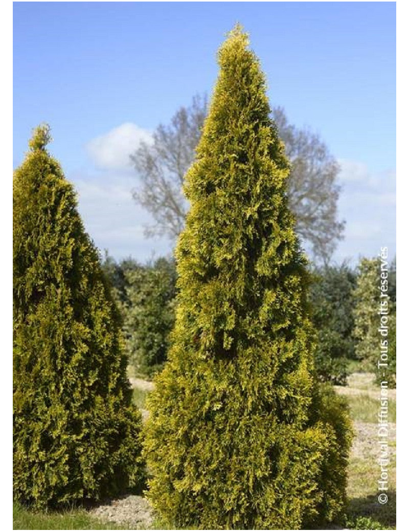 THUJA occidentalis GOLDEN SMARAGD® (Thuja du Canada émeraude Golden ...