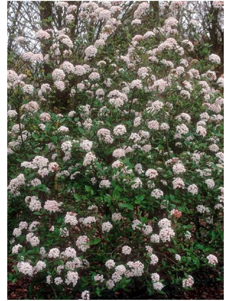 VIBURNUM burkwoodii MOHAWK (Viorne)