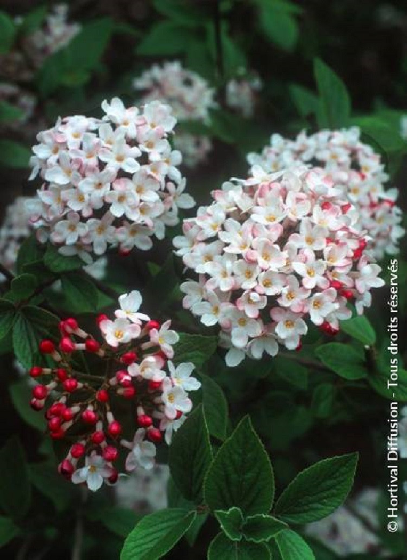 VIBURNUM burkwoodii MOHAWK (Viorne)