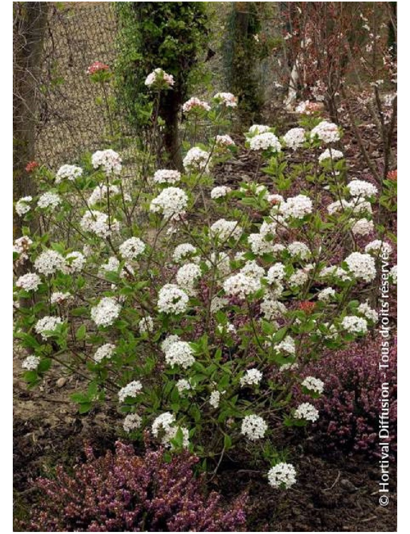 VIBURNUM burkwoodii MOHAWK (Viorne)