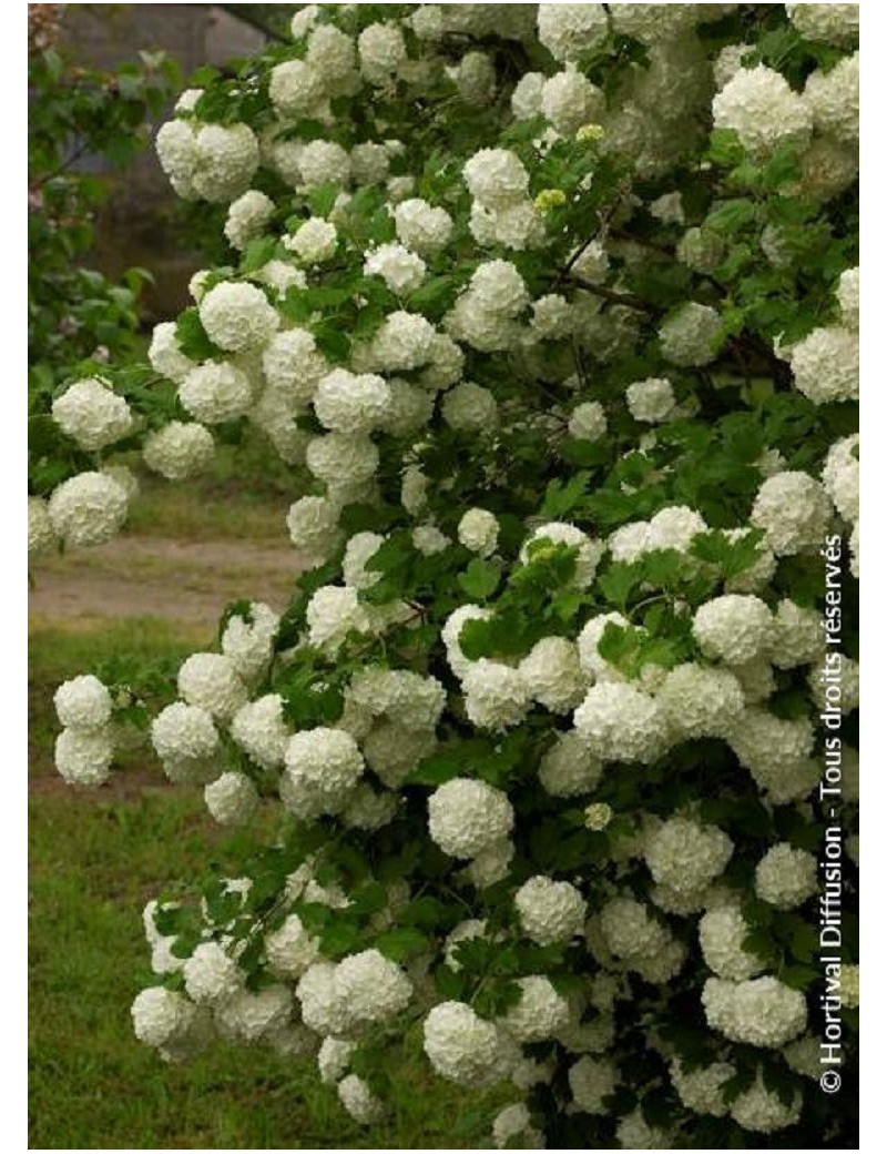 VIBURNUM opulus ROSEUM (Boule de neige)