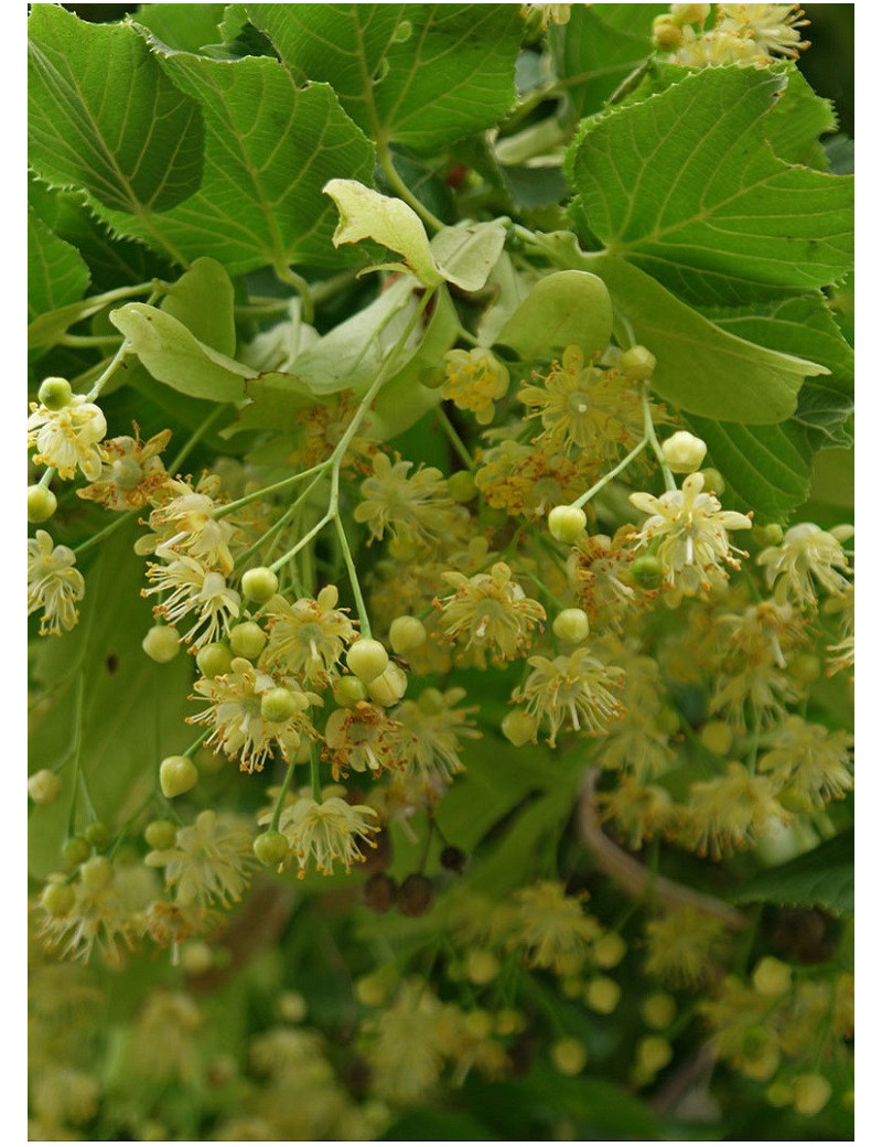 TILIA cordata (Tilleul des bois, tilleul à petites feuiles)
