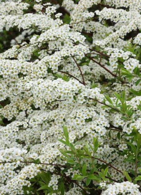 SPIRAEA arguta (Spirée)