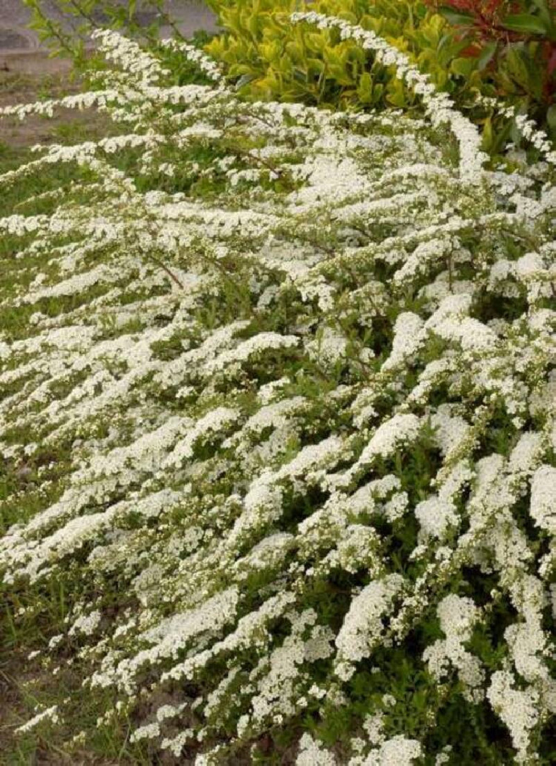 SPIRAEA arguta (Spirée)