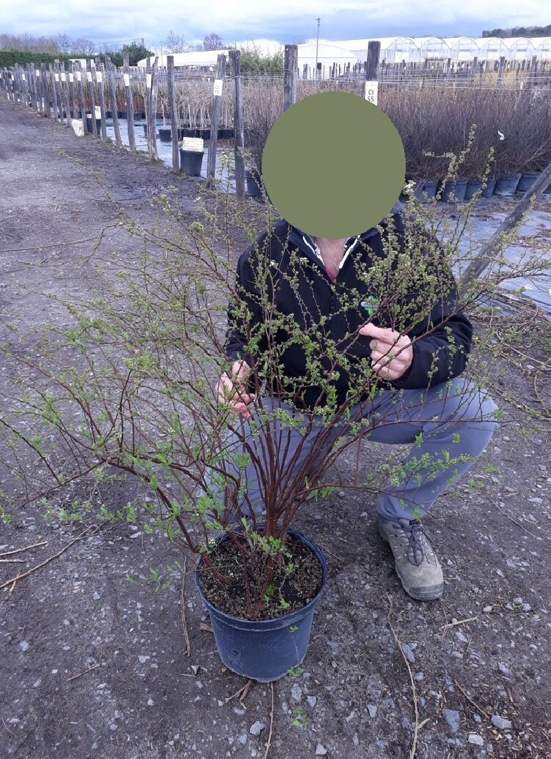 SPIRAEA arguta (Spirée)