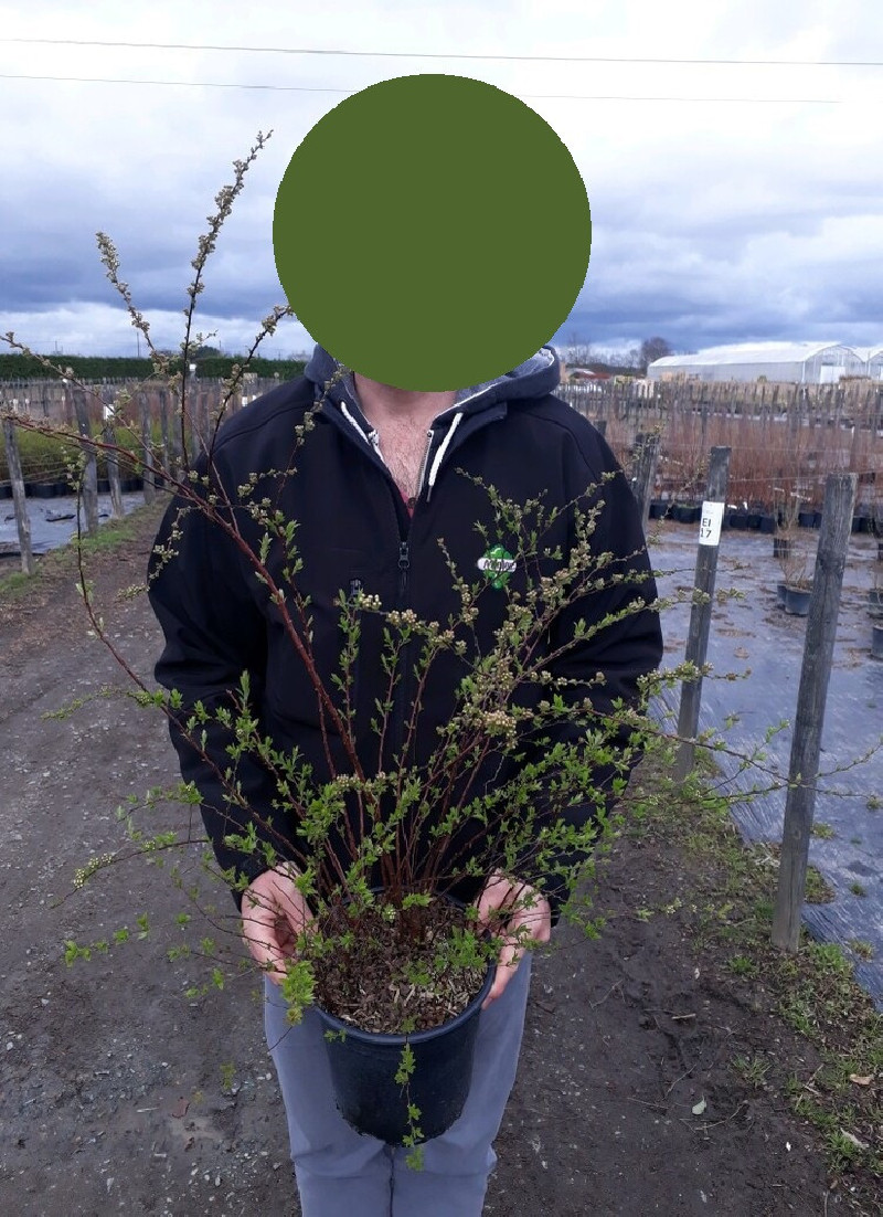 SPIRAEA arguta (Spirée)