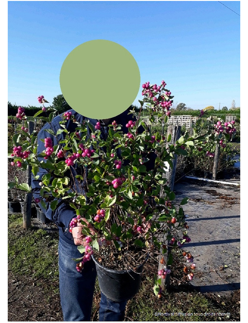 SYMPHORICARPOS doorenbosii MAGICAL CANDY® (Symphorine)