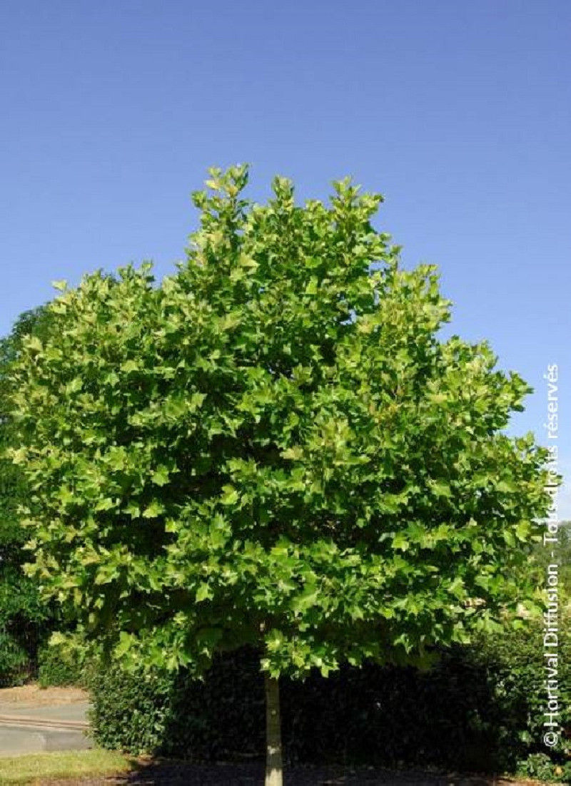 Platanus Hispanica Alphens Globe