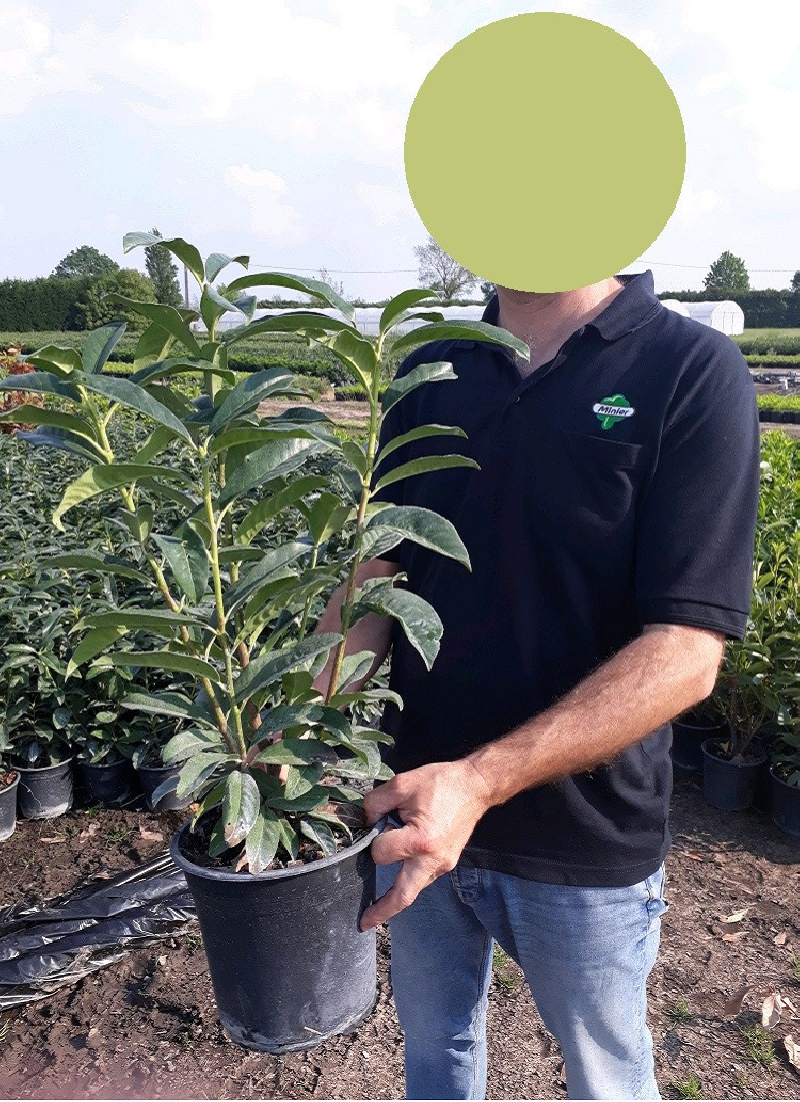 PRUNUS laurocerasus GENOLIA® (Laurier-cerise, Laurier-amande, Laurier ...