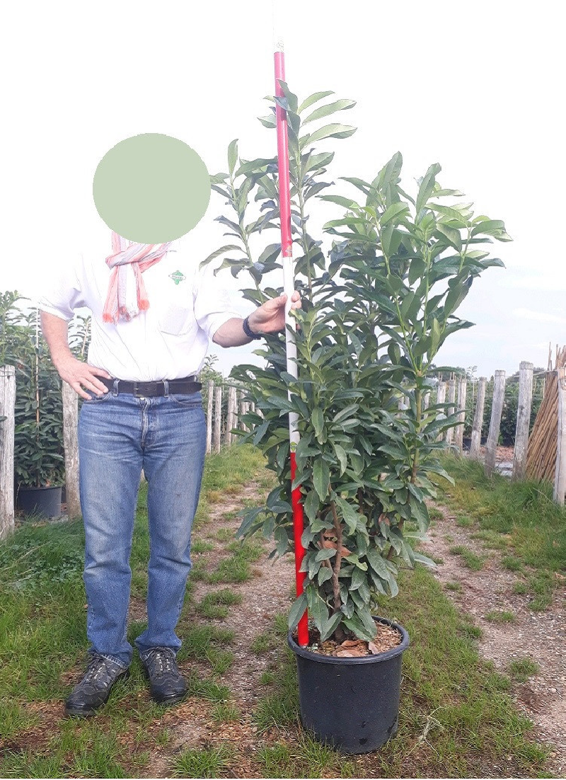 PRUNUS laurocerasus GENOLIA® (Laurier-cerise, Laurier-amande, Laurier ...