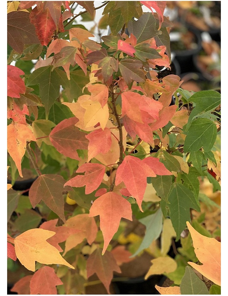 Acer buergerianum (Érable trident) – arbre décoratif à feuilles ...