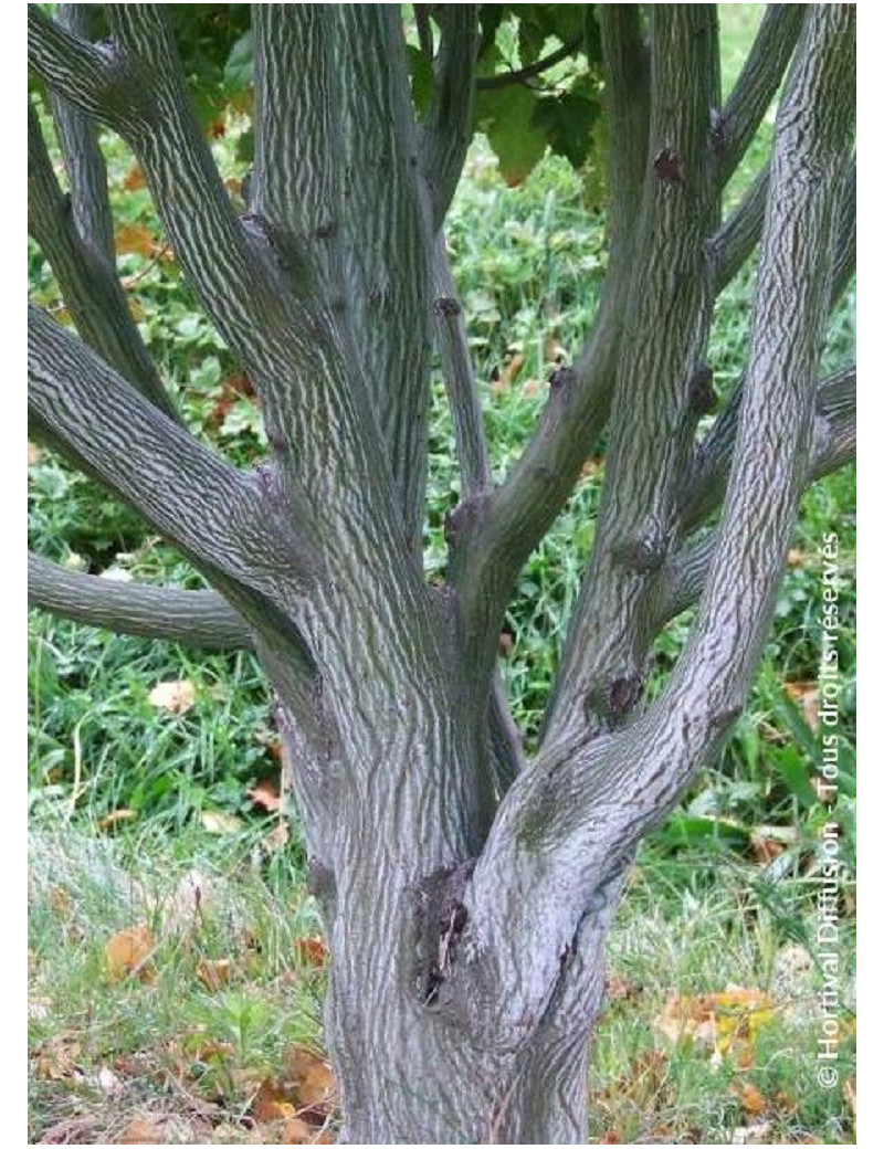 ACER davidii VIPER® (Érable du père David, érable jaspé ou à peau de ...