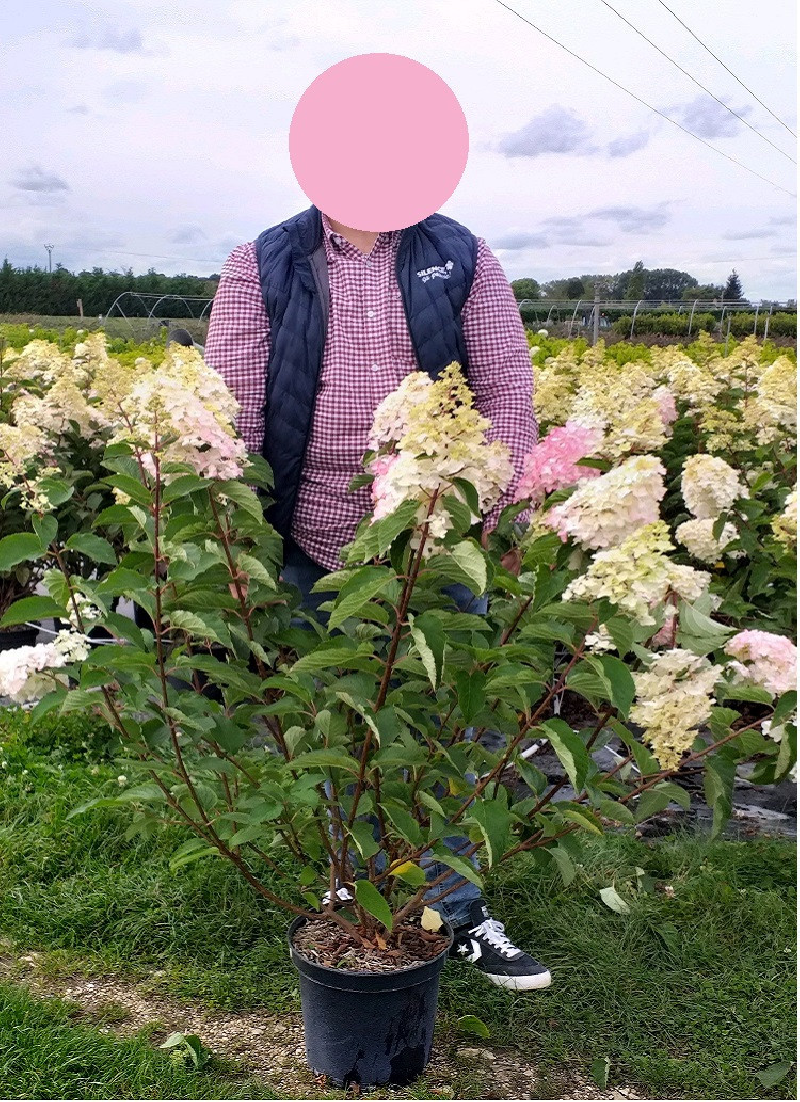 HYDRANGEA paniculata FRAISE MELBA® (Hortensia paniculé)
