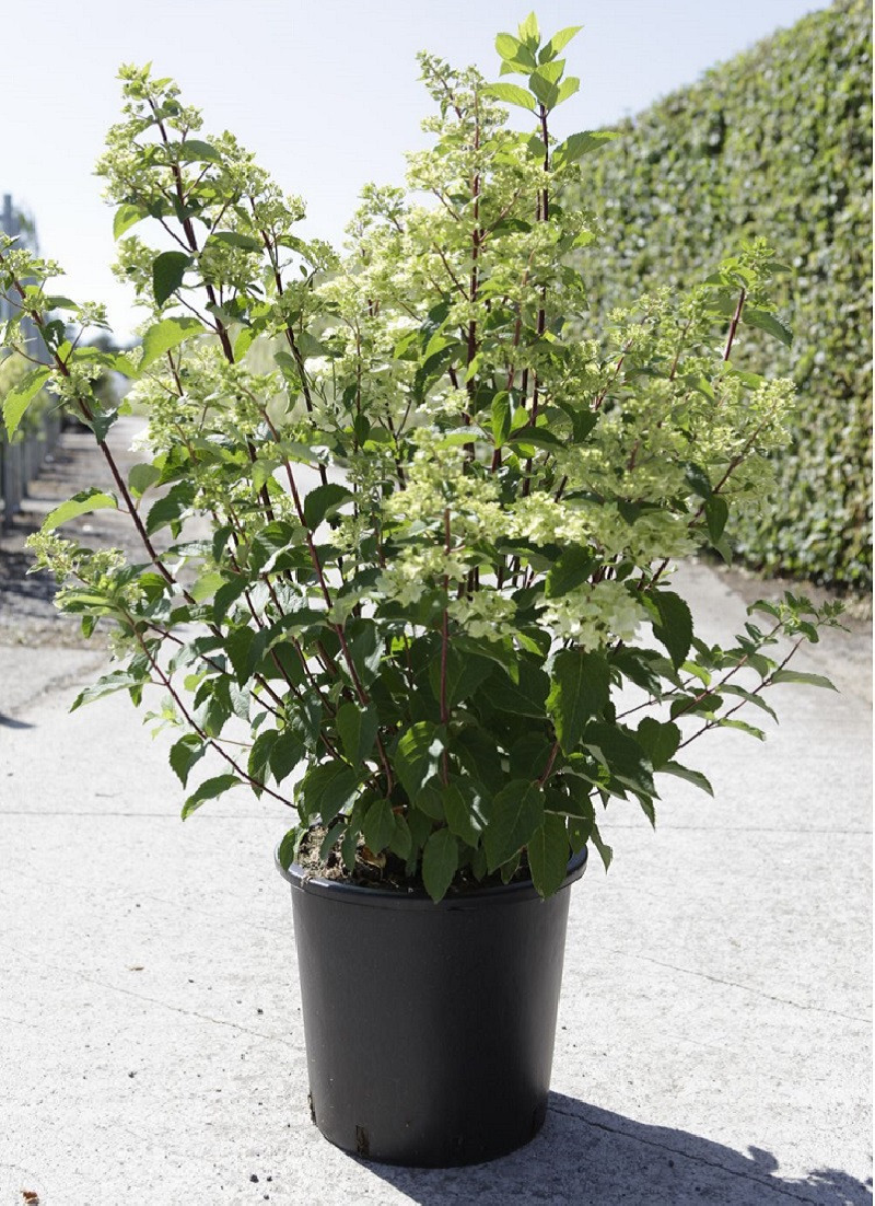 HYDRANGEA paniculata FRAISE MELBA® (Hortensia paniculé)