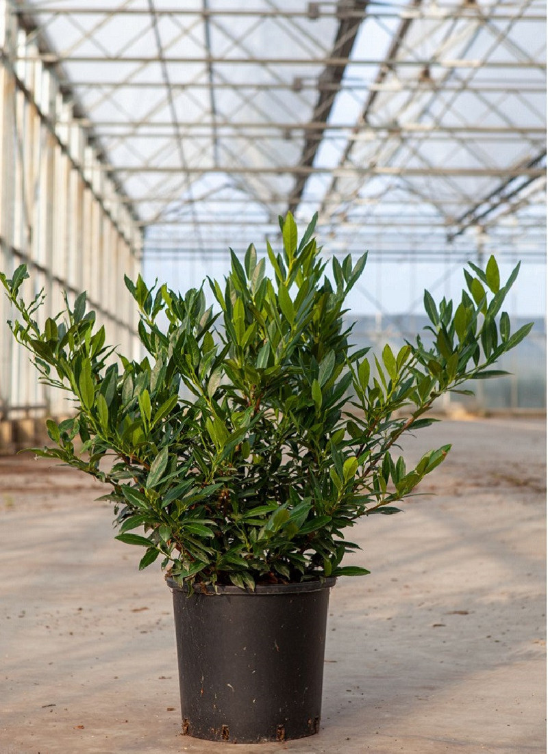 PRUNUS laurocerasus OTTO LUYKEN (Laurier-cerise, Laurier-amande ...