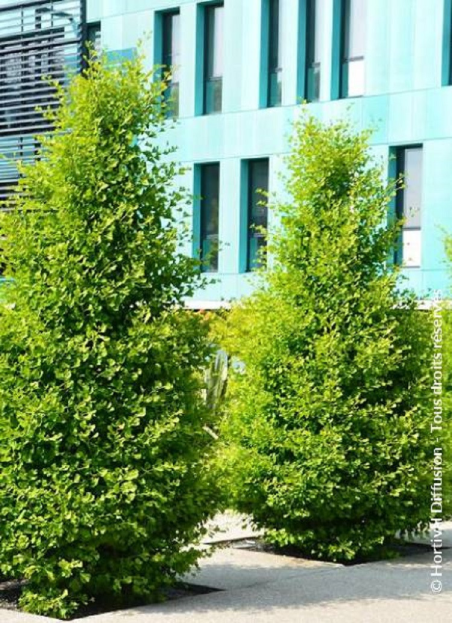 GINKGO biloba BLAGON cov (Arbre aux quarante écus Blagon)