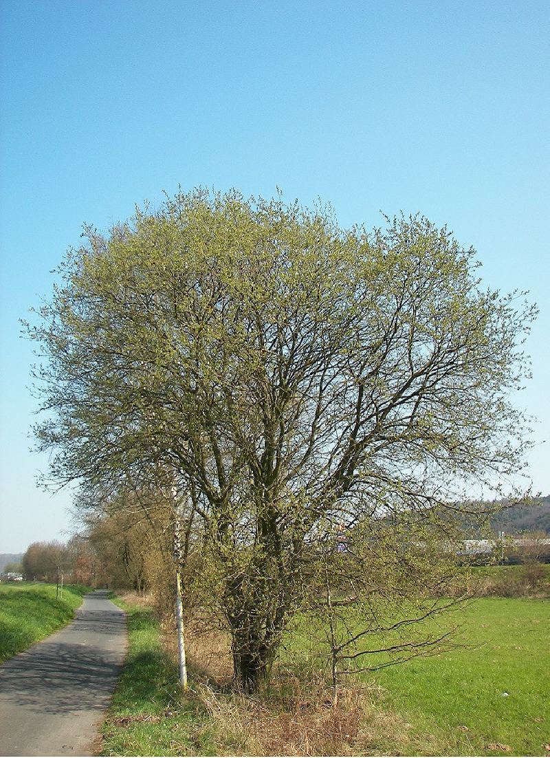 SALIX caprea (Saule marsault)
